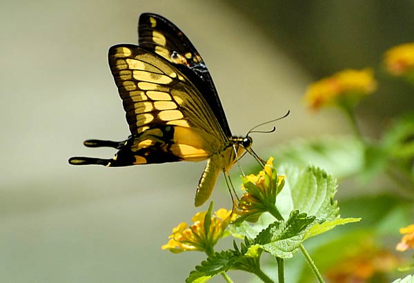 Les papillons, toutes sortes de papillons et la chanson "Wonderful Life"