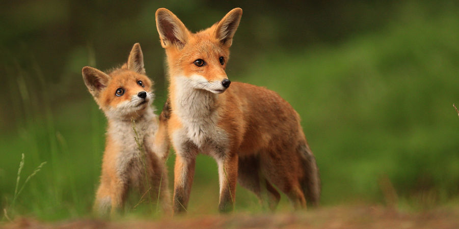 La beauté des renardeaux avec une aventure qui vaut le détour!