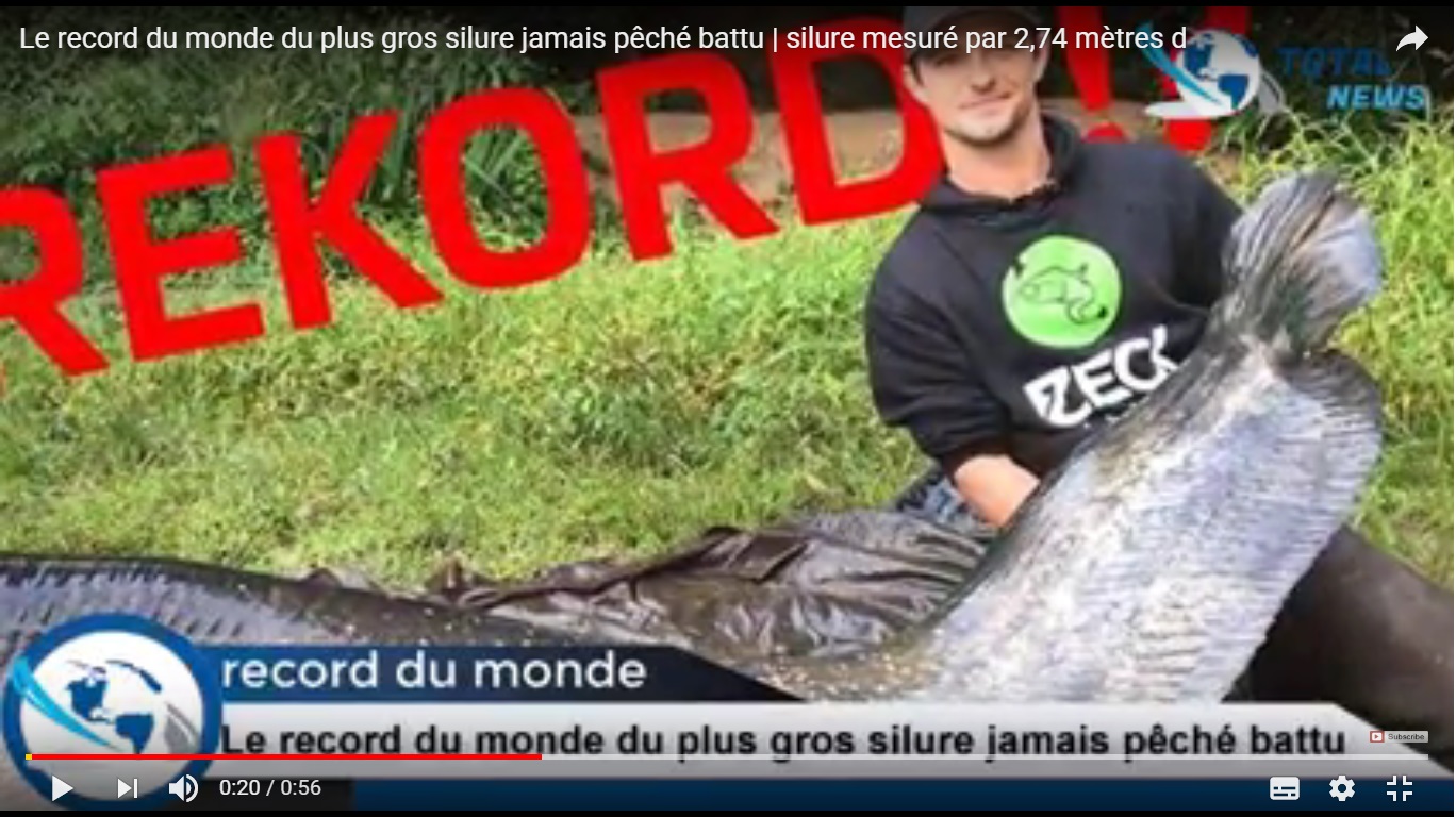 Le plus gros silure du monde pêché dans le Tarn en France