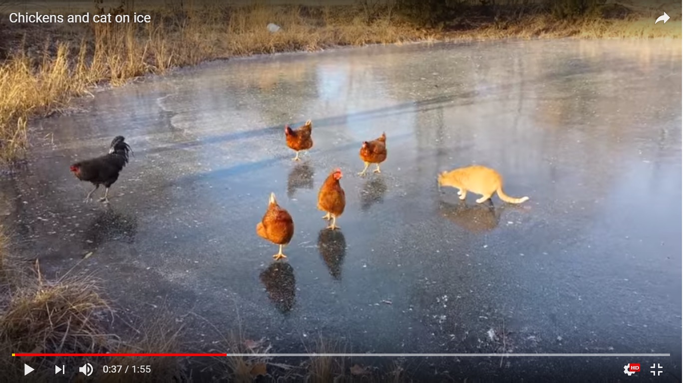 Un coq, quatre poules et un chat sur une patinoire naturelle