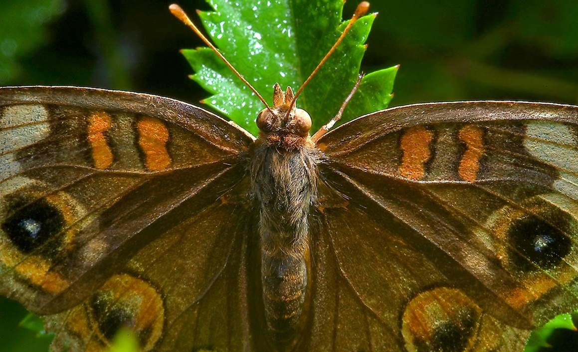 Les plus beaux spécimens de papillons, qui se vivent dans les belles ...