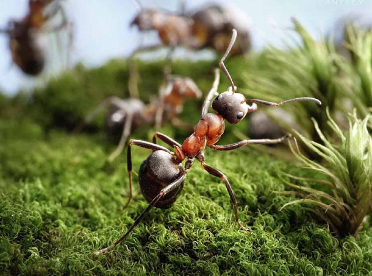 Le monde extraordinaire des fourmis imaginé par un photographe Russe!