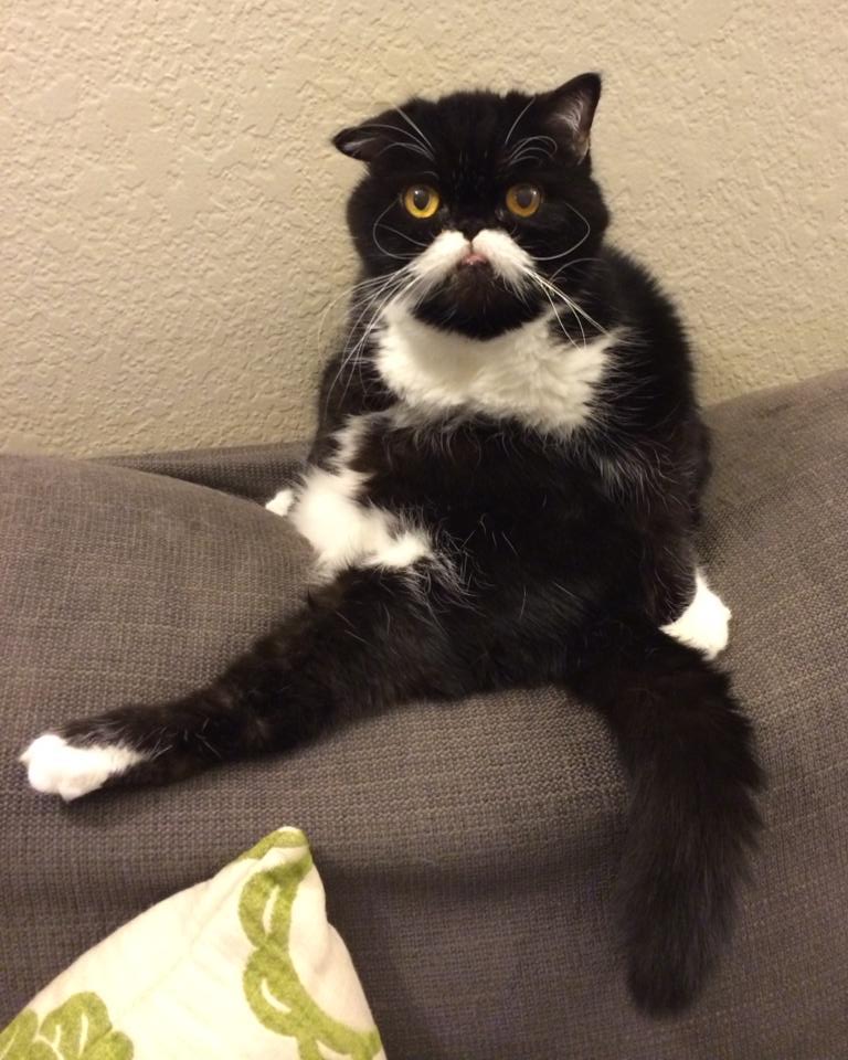 Les chats ont des moustaches! Et oui, ce sont des animaux fiers et beaux!